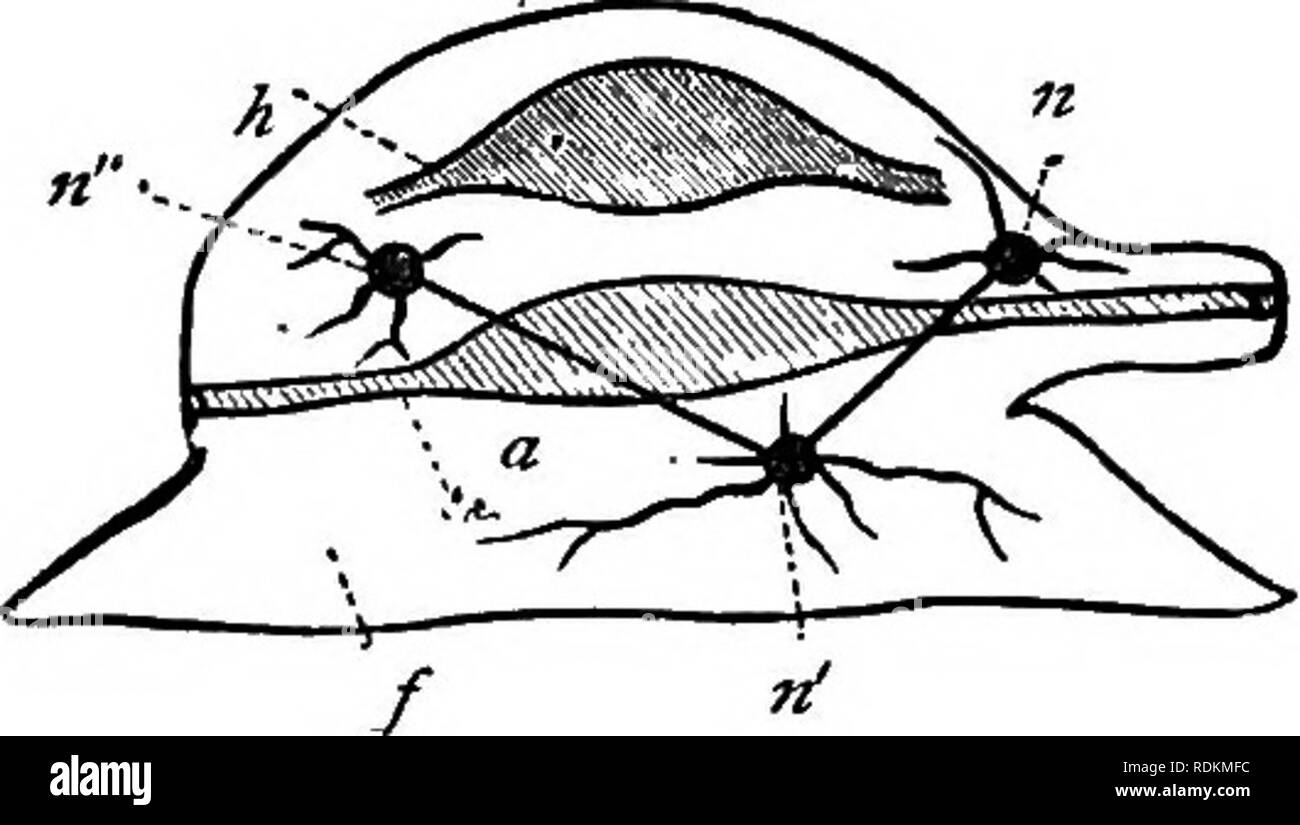 Mollusc exoskeleton Black and White Stock Photos & Images - Alamy