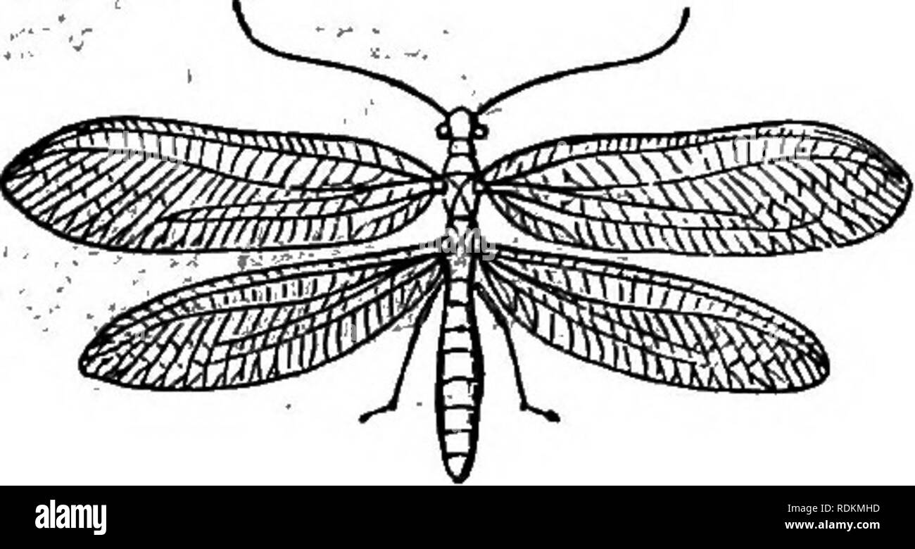 Locust wings Black and White Stock Photos & Images - Alamy