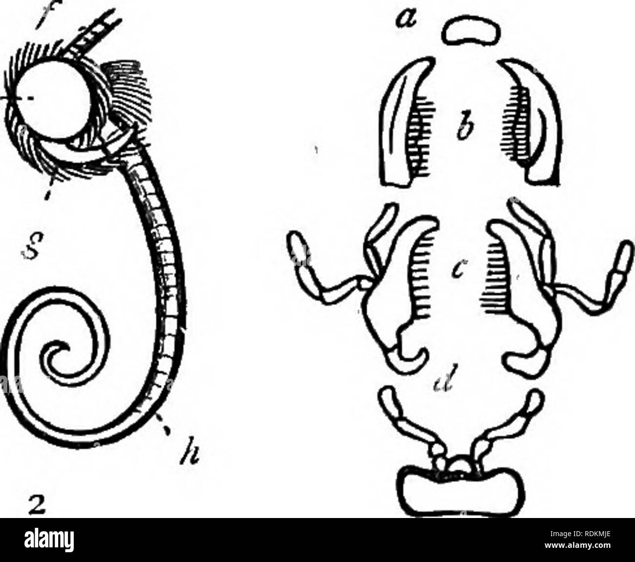 Antlia 2 hi-res stock photography and images - Alamy