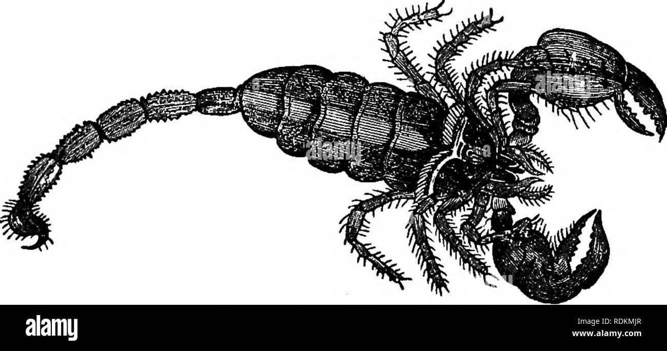 Cephalothorax And Abdomen