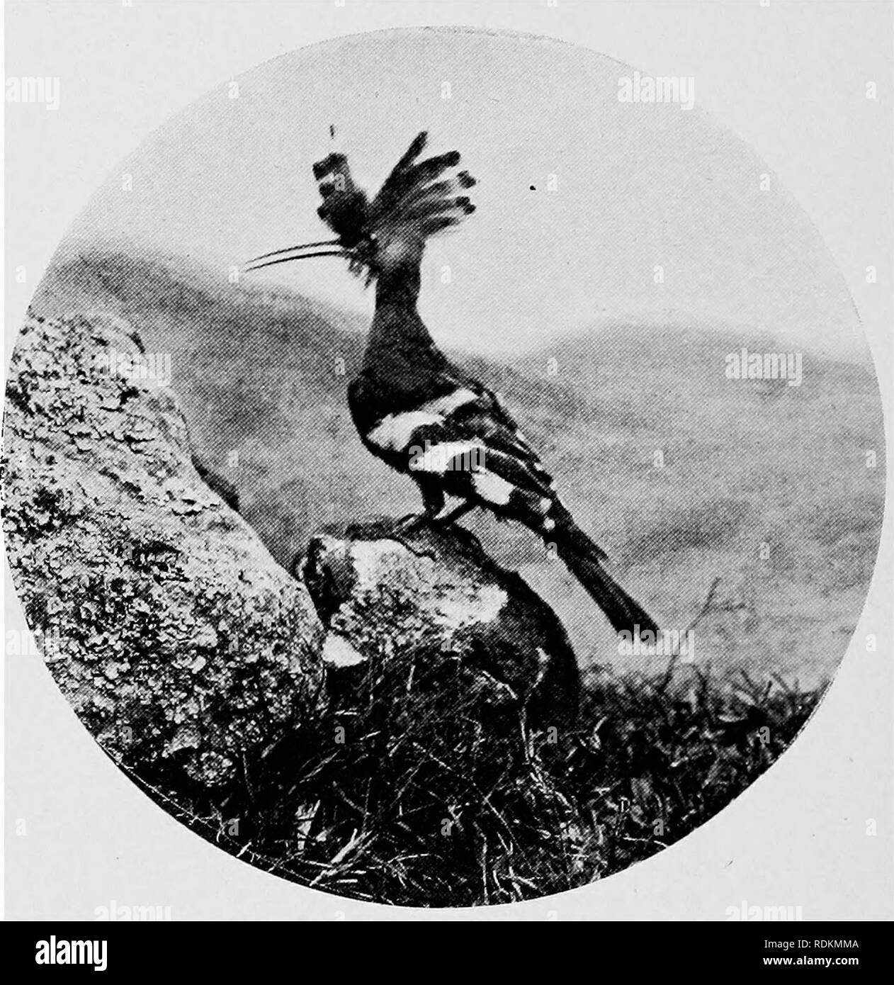 Kakelaar Black and White Stock Photos & Images - Alamy