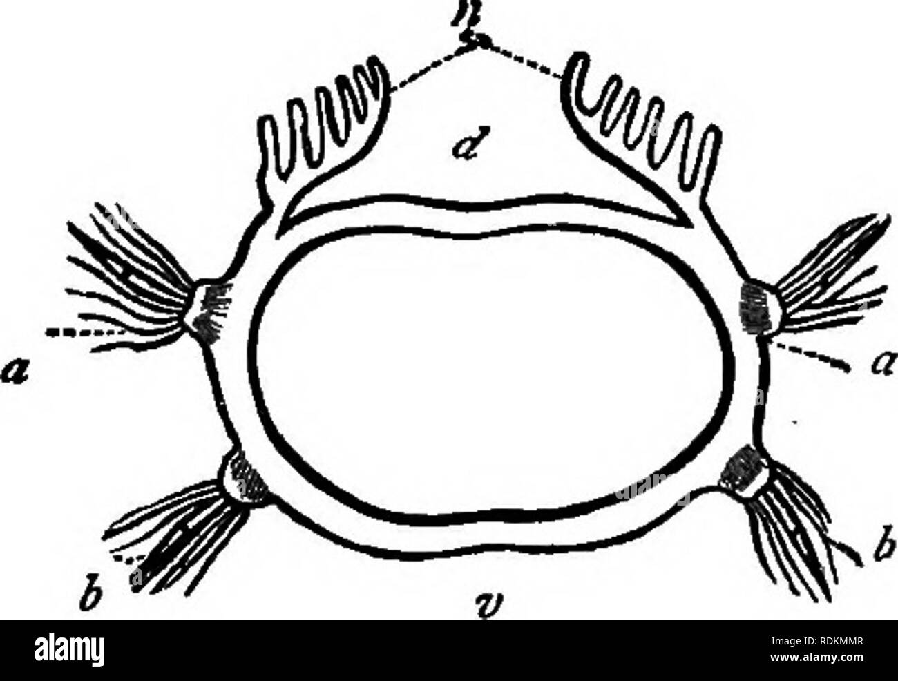 Long tentacles Black and White Stock Photos & Images - Alamy