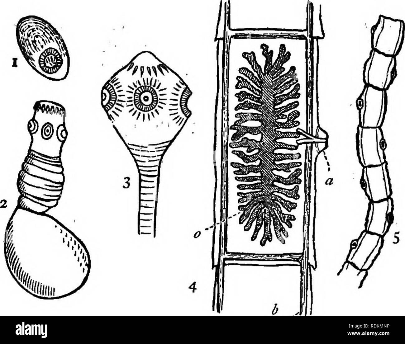 Strobila High Resolution Stock Photography and Images - Alamy
