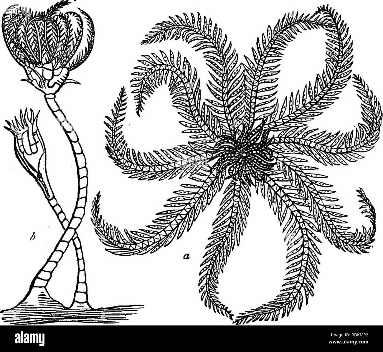 Crinoid atlantic hi-res stock photography and images - Alamy