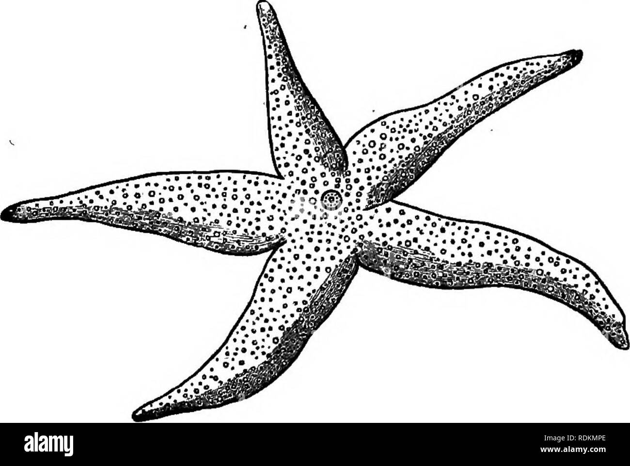 Perisome hi-res stock photography and images - Alamy