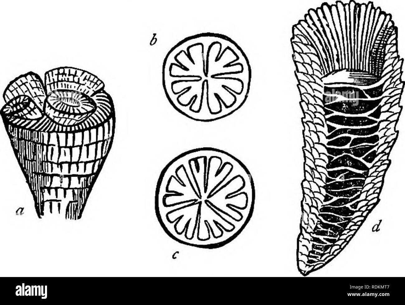 Coral morphology Black and White Stock Photos & Images - Alamy