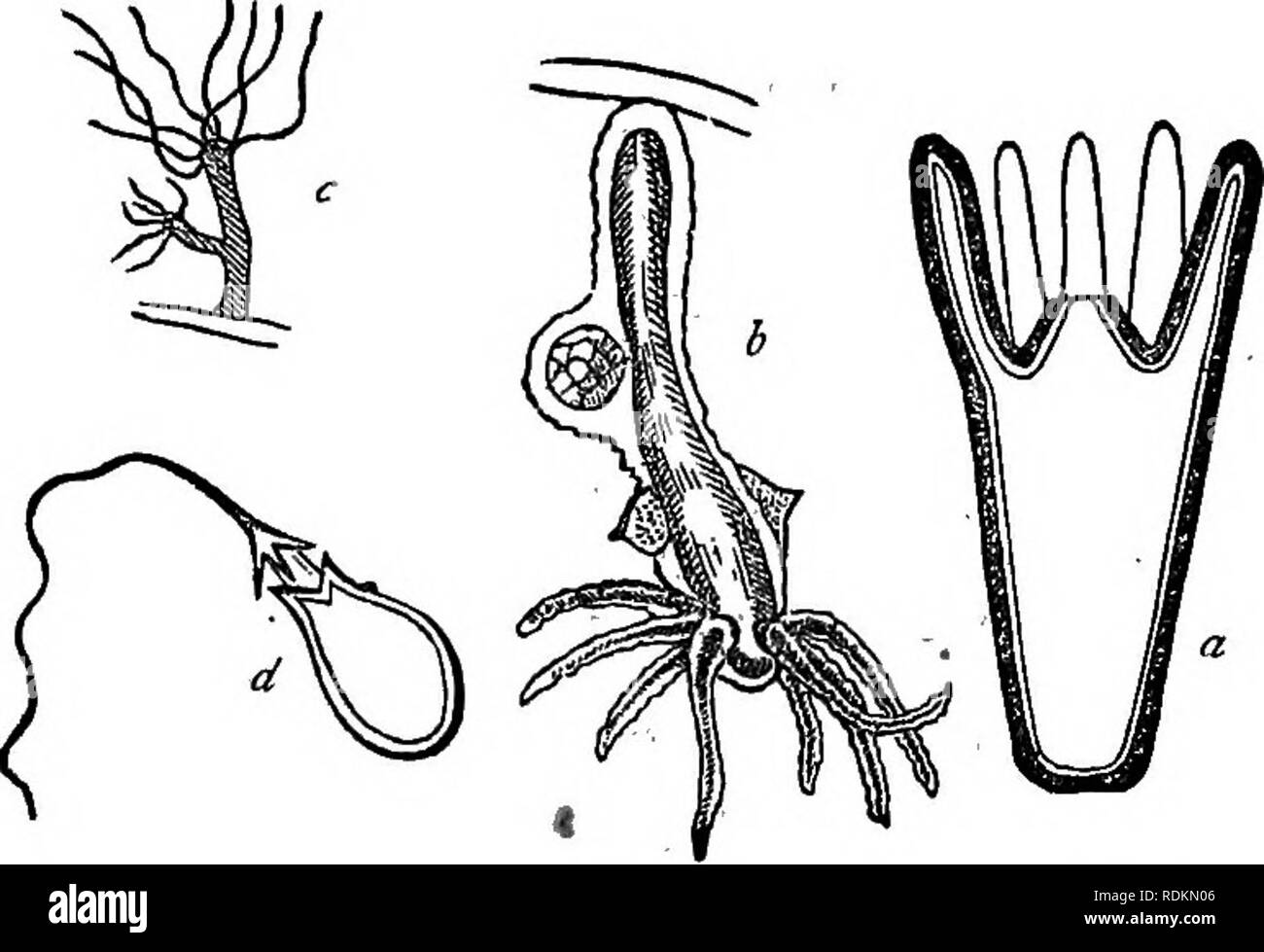 Hydra fusca Cut Out Stock Images & Pictures - Alamy