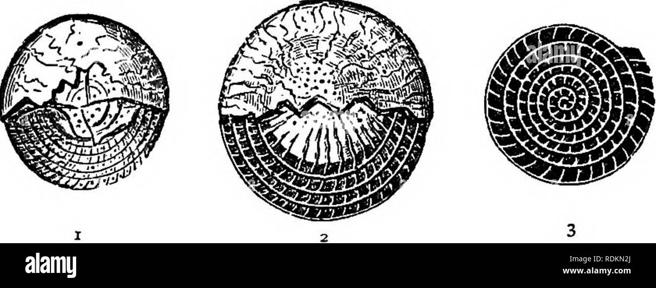 Foraminifera fossils hi-res stock photography and images - Alamy