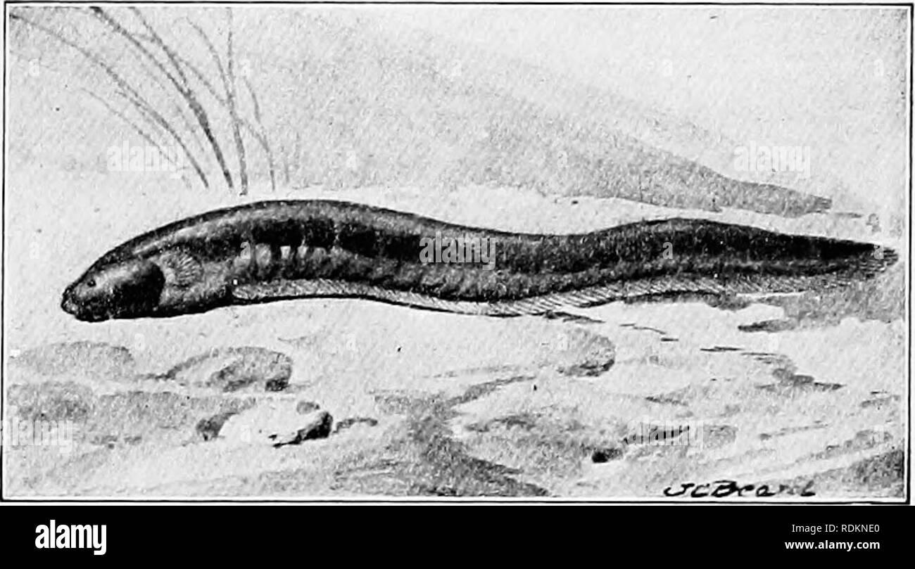 Electric Eel Skeleton