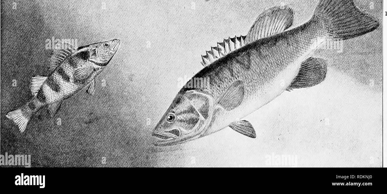 Pencil Drawings Of Bass Fish