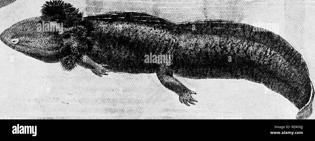 Axolotl Larval Form High Resolution Stock Photography and Images - Alamy