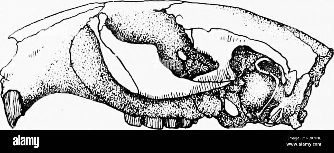 Curved skull with large teeth Black and White Stock Photos & Images - Alamy