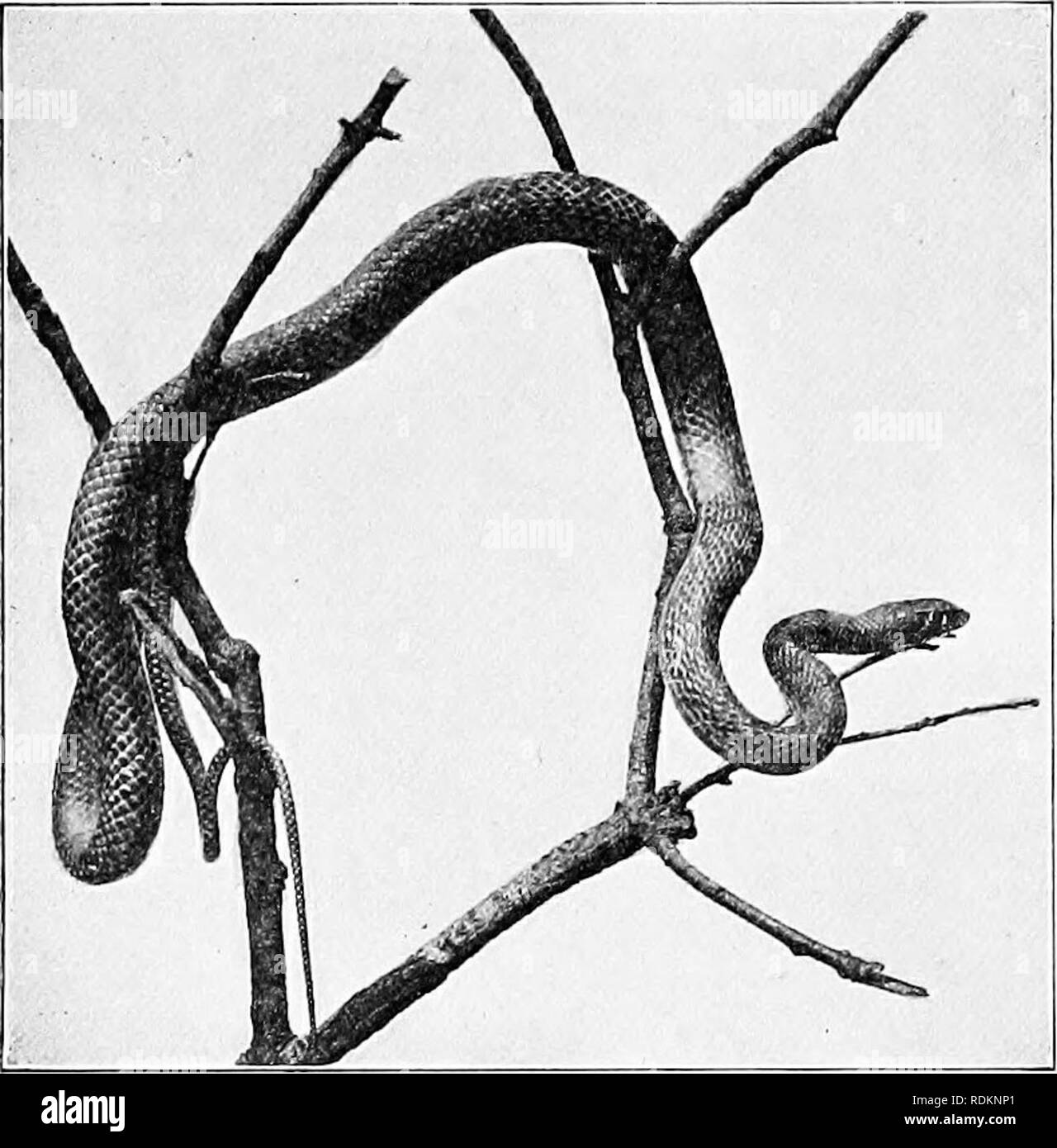 Red racer snake Black and White Stock Photos & Images - Alamy