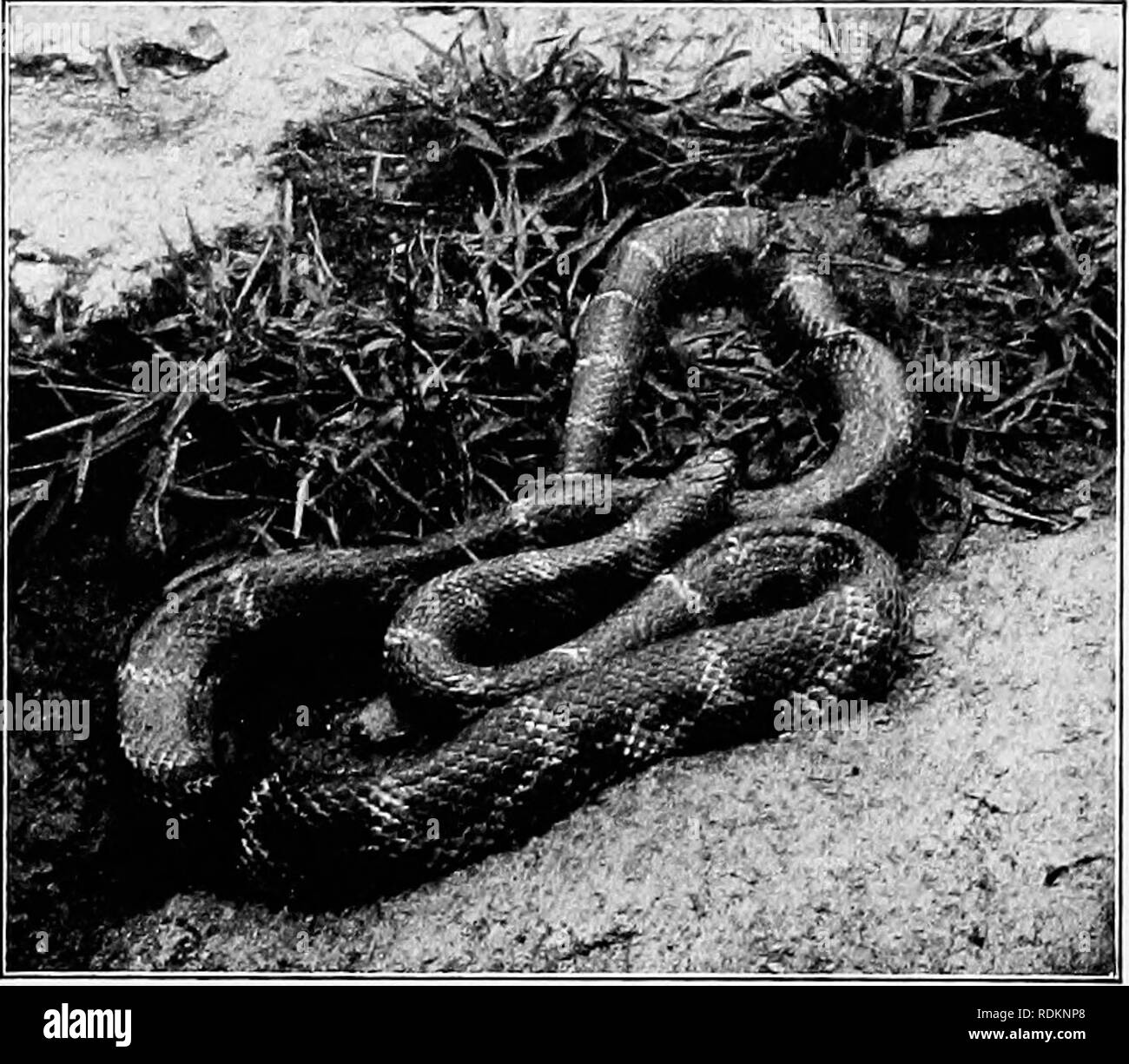 North american king snake hi-res stock photography and images - Alamy