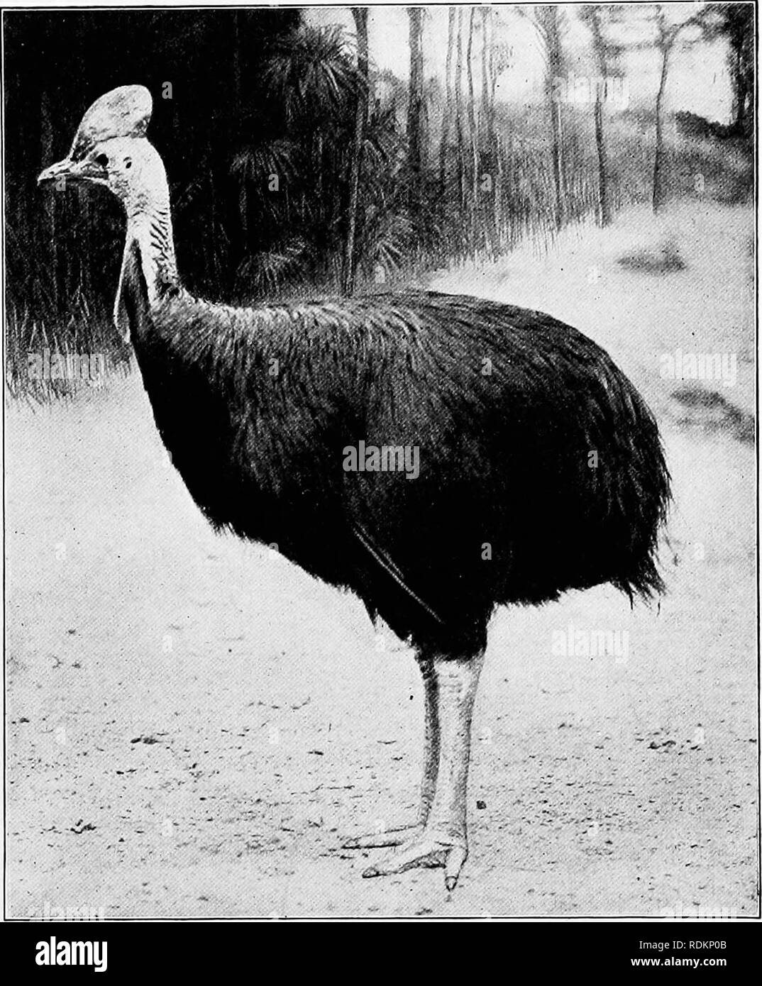 . The American natural history : a foundation of useful knowledge of ...