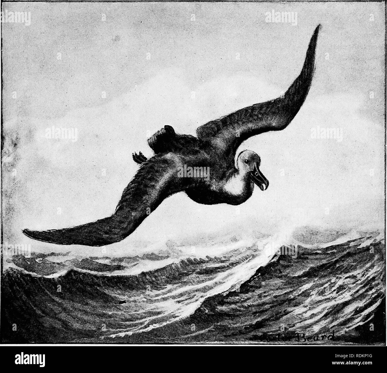 Black footed albatross flock hi-res stock photography and images - Alamy