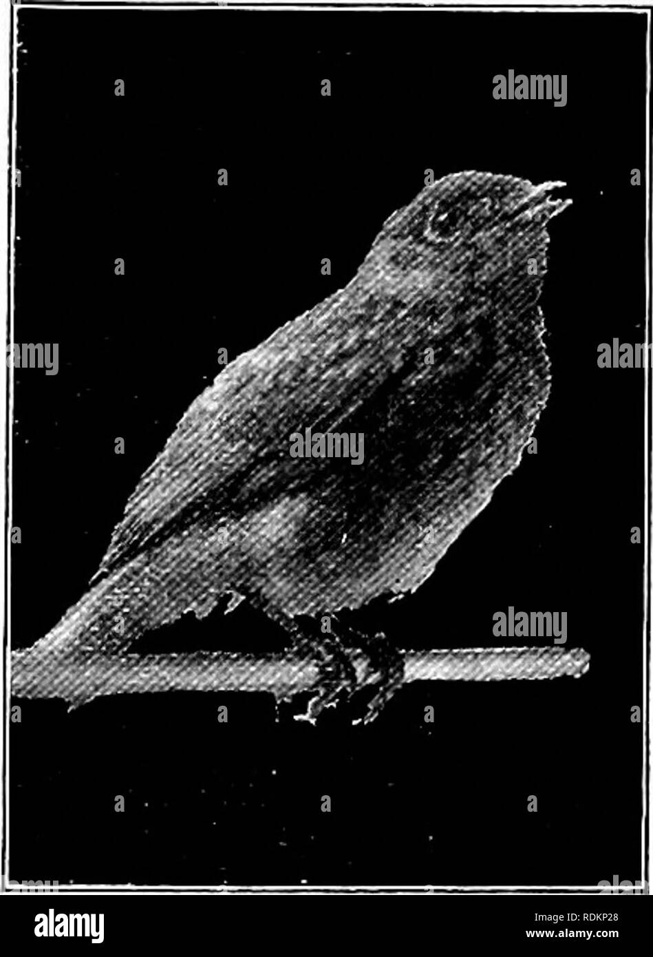 Chickadee in flight Black and White Stock Photos & Images - Alamy