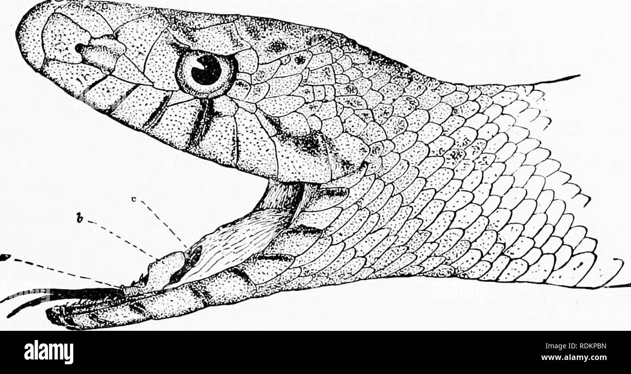 Snake Striking Drawing