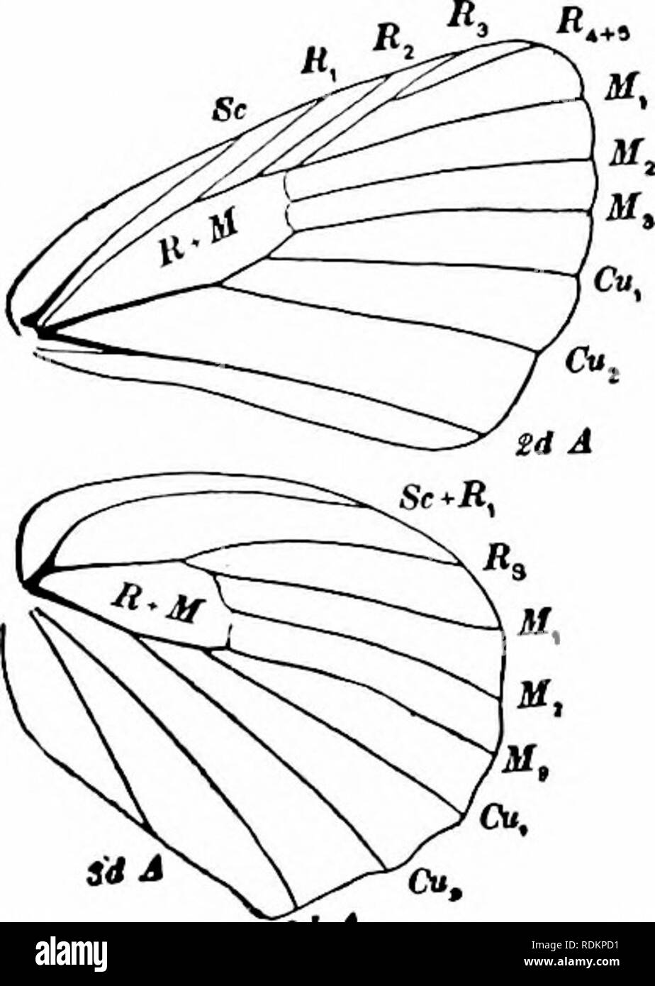 . How to know the butterflies; a manual of the butterflies of the ...