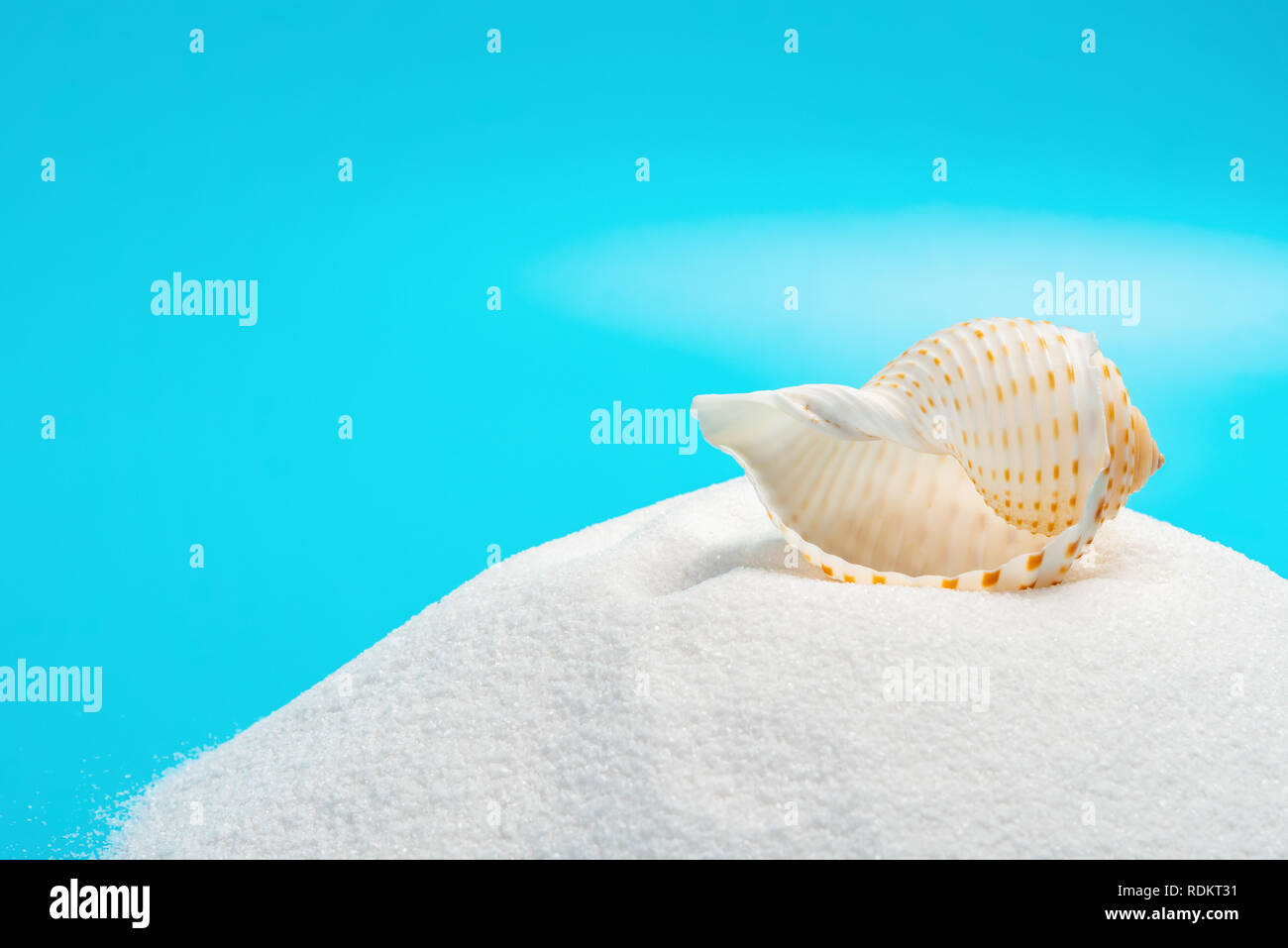 conch shell on white sand on a blue background Stock Photo - Alamy