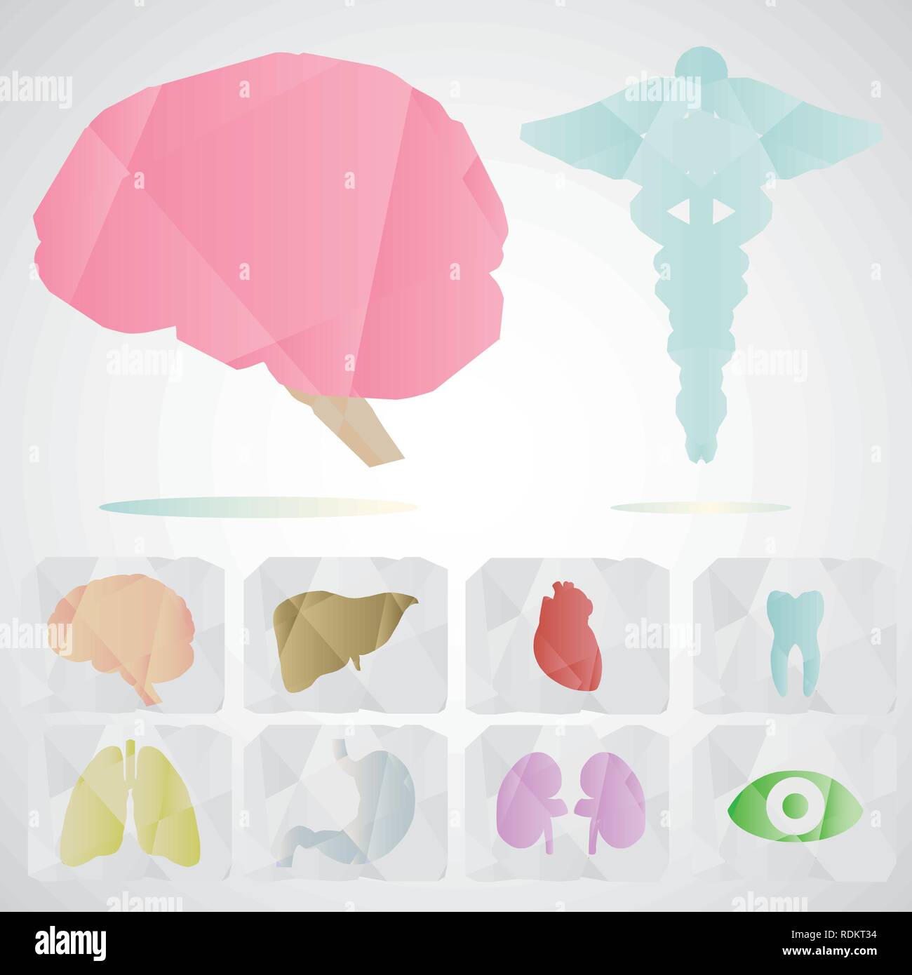 Human internal organs hi-res stock photography and images - Alamy