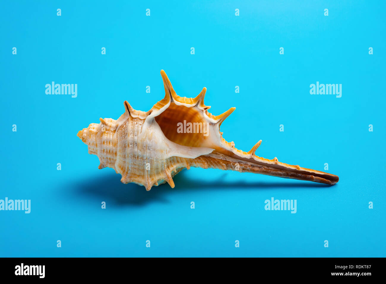 conch shell on a blue background Stock Photo - Alamy