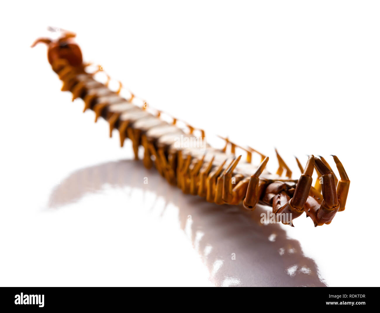 dead body of a giant size centipede on a white background Stock Photo ...
