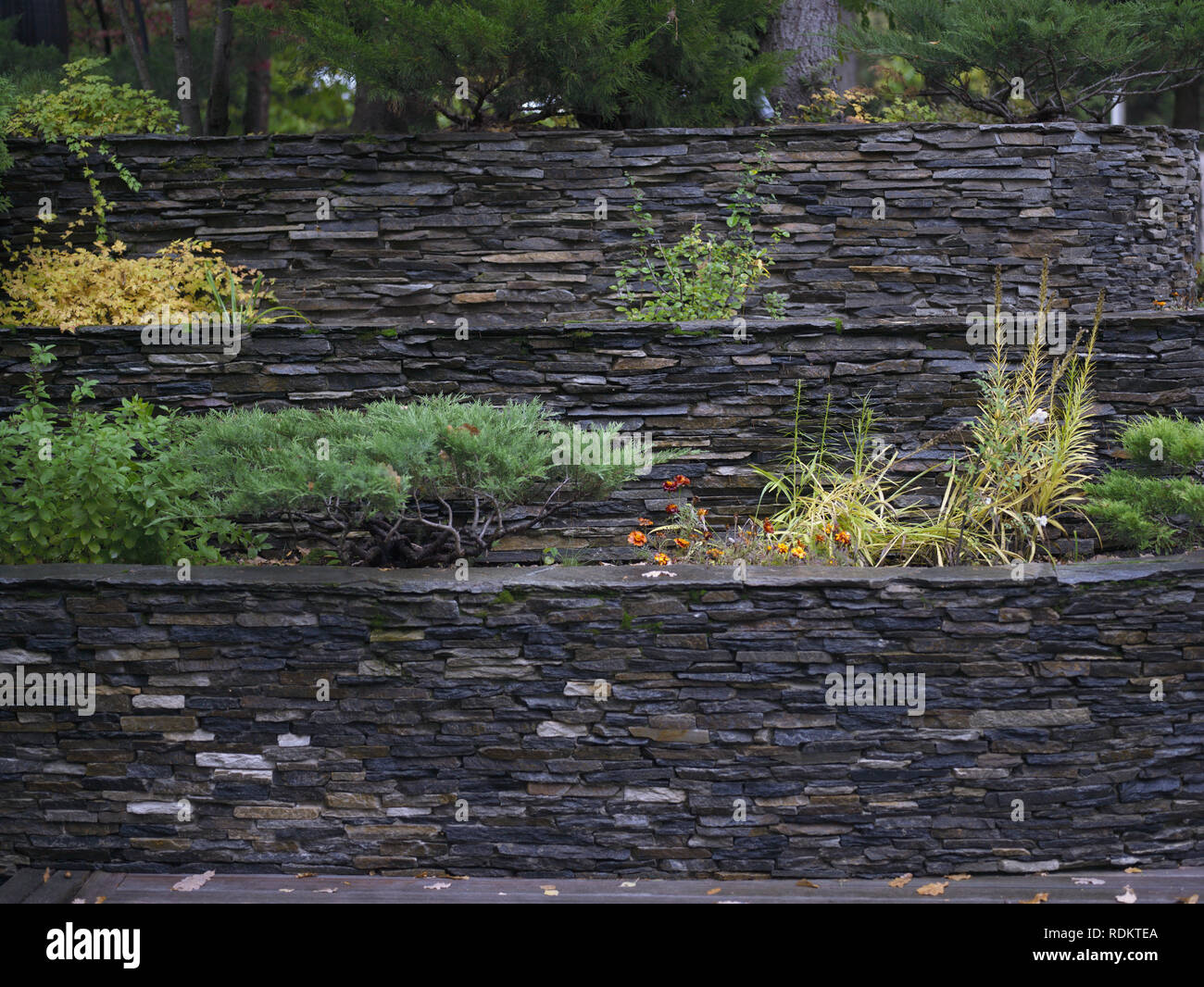Terraced stone steps with trees and plants growing, outdoor front shot ...
