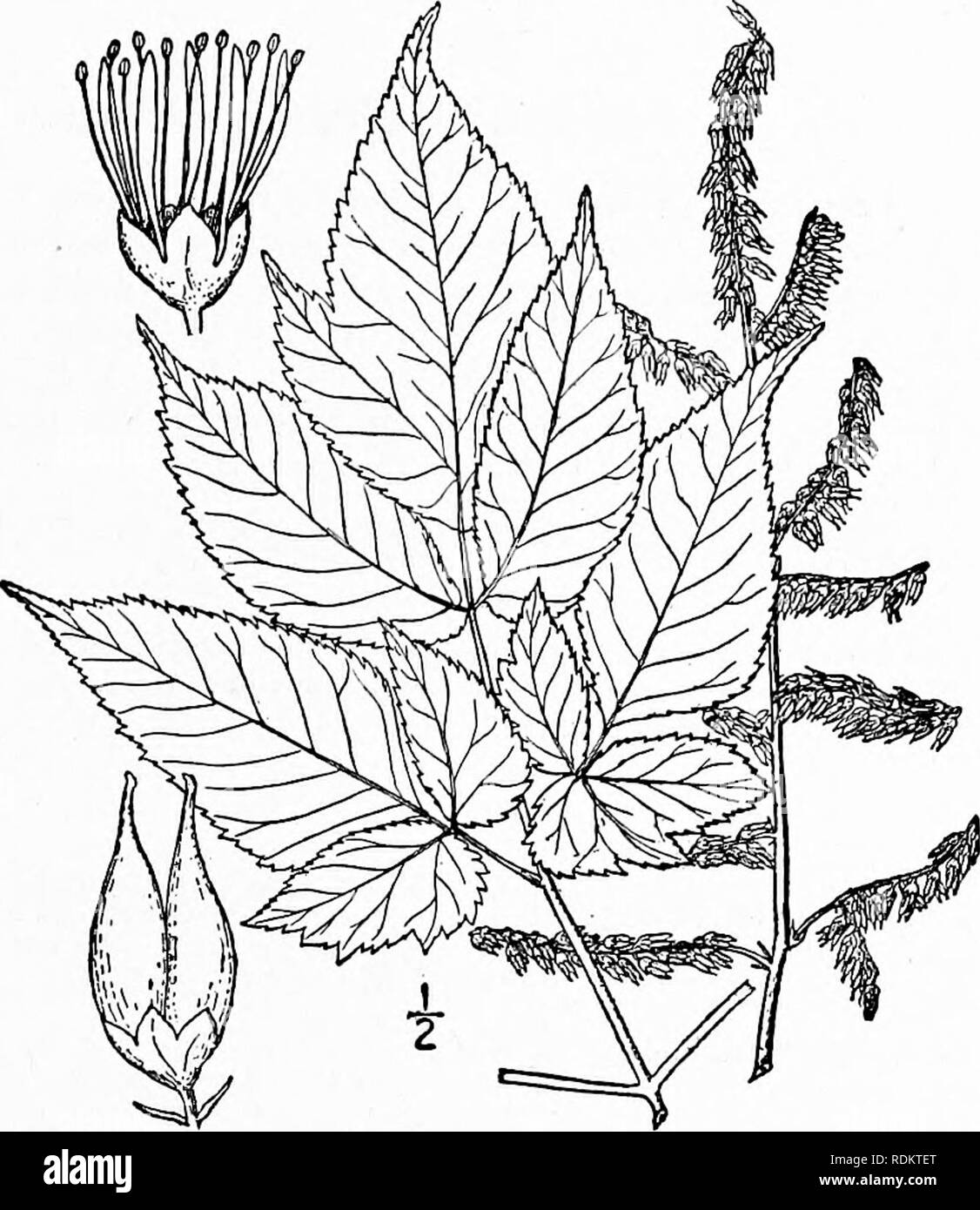 Elongated basal leaf Black and White Stock Photos & Images - Alamy