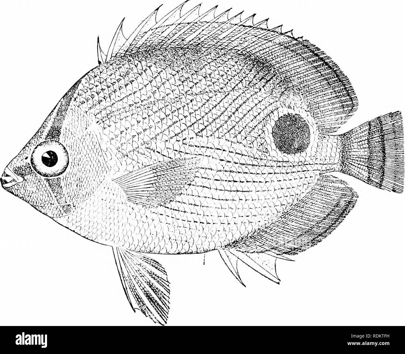 Guide dorsal fin continuous hi-res stock photography and images - Alamy
