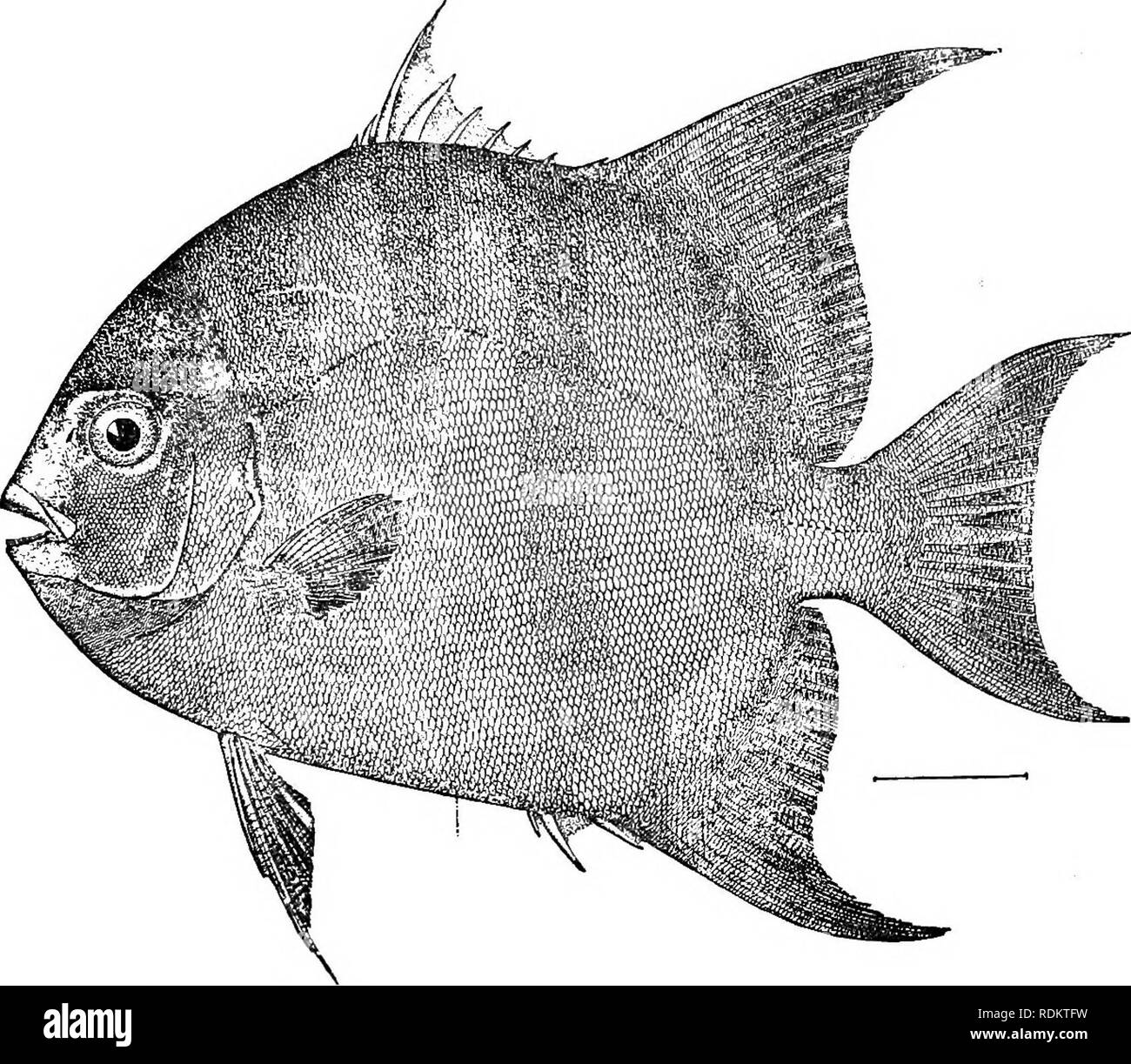 Fossil fish scales hi-res stock photography and images - Alamy