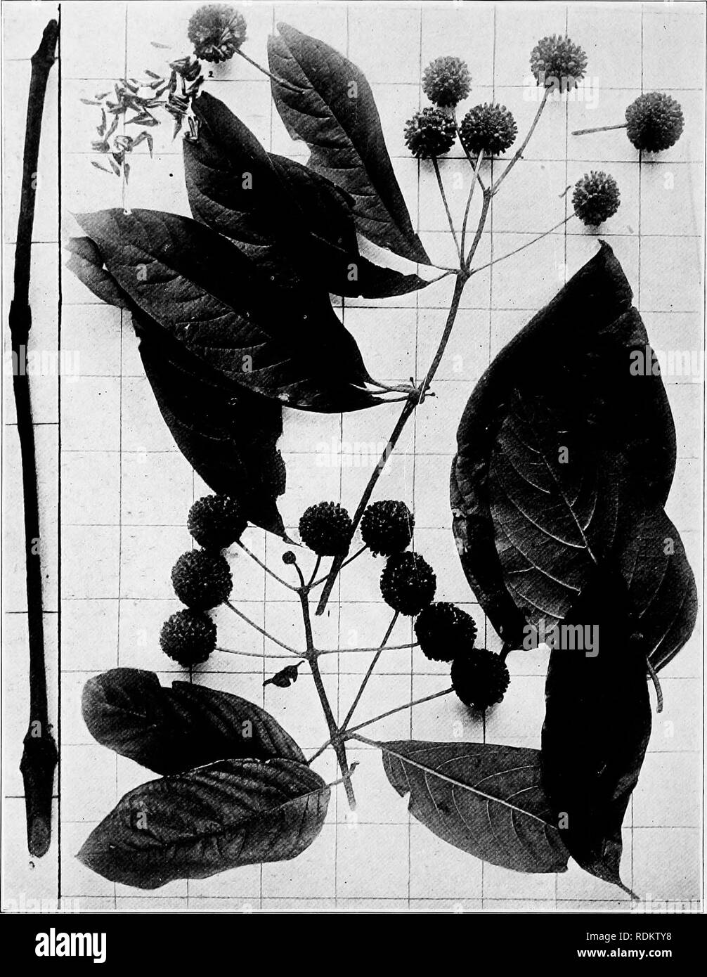 Button bush winter hi-res stock photography and images - Alamy