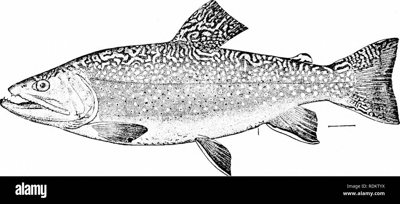 Salmonoid hi-res stock photography and images - Alamy