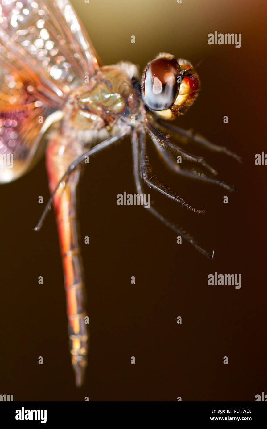 South africa dragonfly hi-res stock photography and images - Alamy