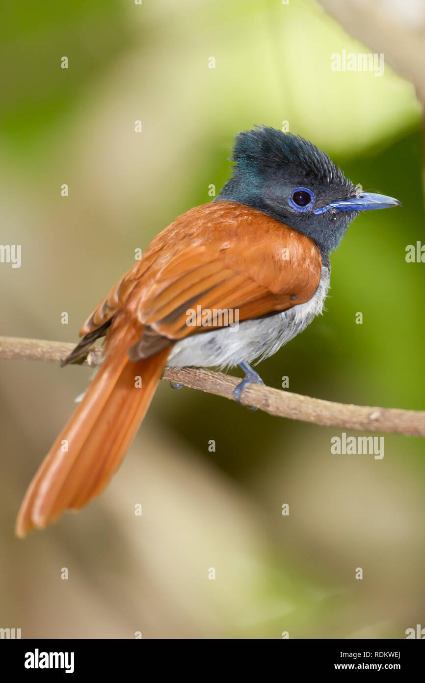 African paradise fly catcher hi-res stock photography and images - Alamy
