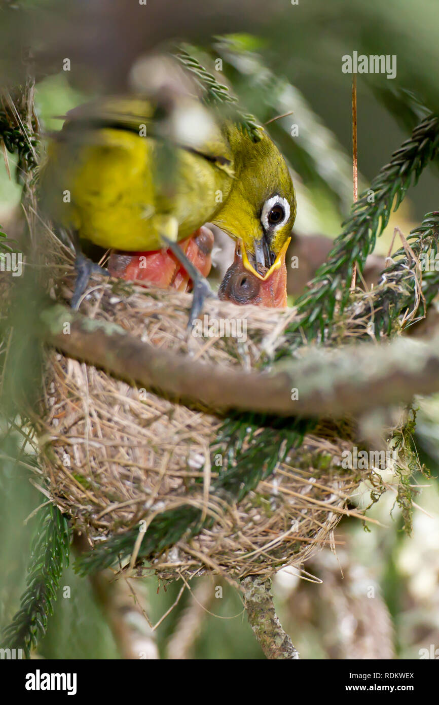 A Cape White-eye, Zosterops virens, feeds its hatchlings in a nest in ...