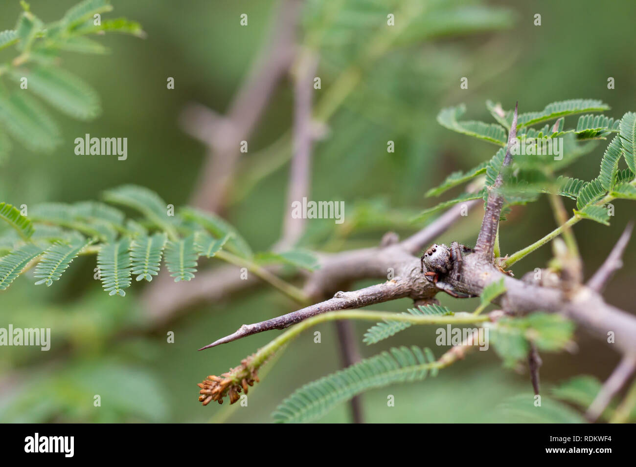 A jumping spider hides among the thorns and foliage of an acacia tree ...
