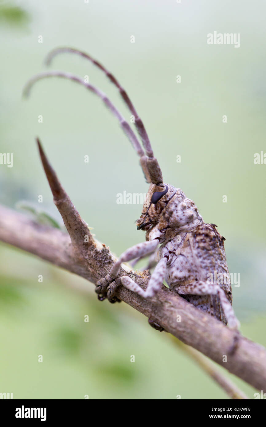 An insect appears well armored on an acacia thorn tree in Marloth Park ...