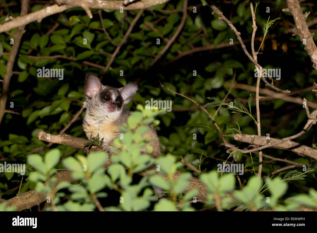 Lesser bushbaby galago moholi hi-res stock photography and images - Alamy