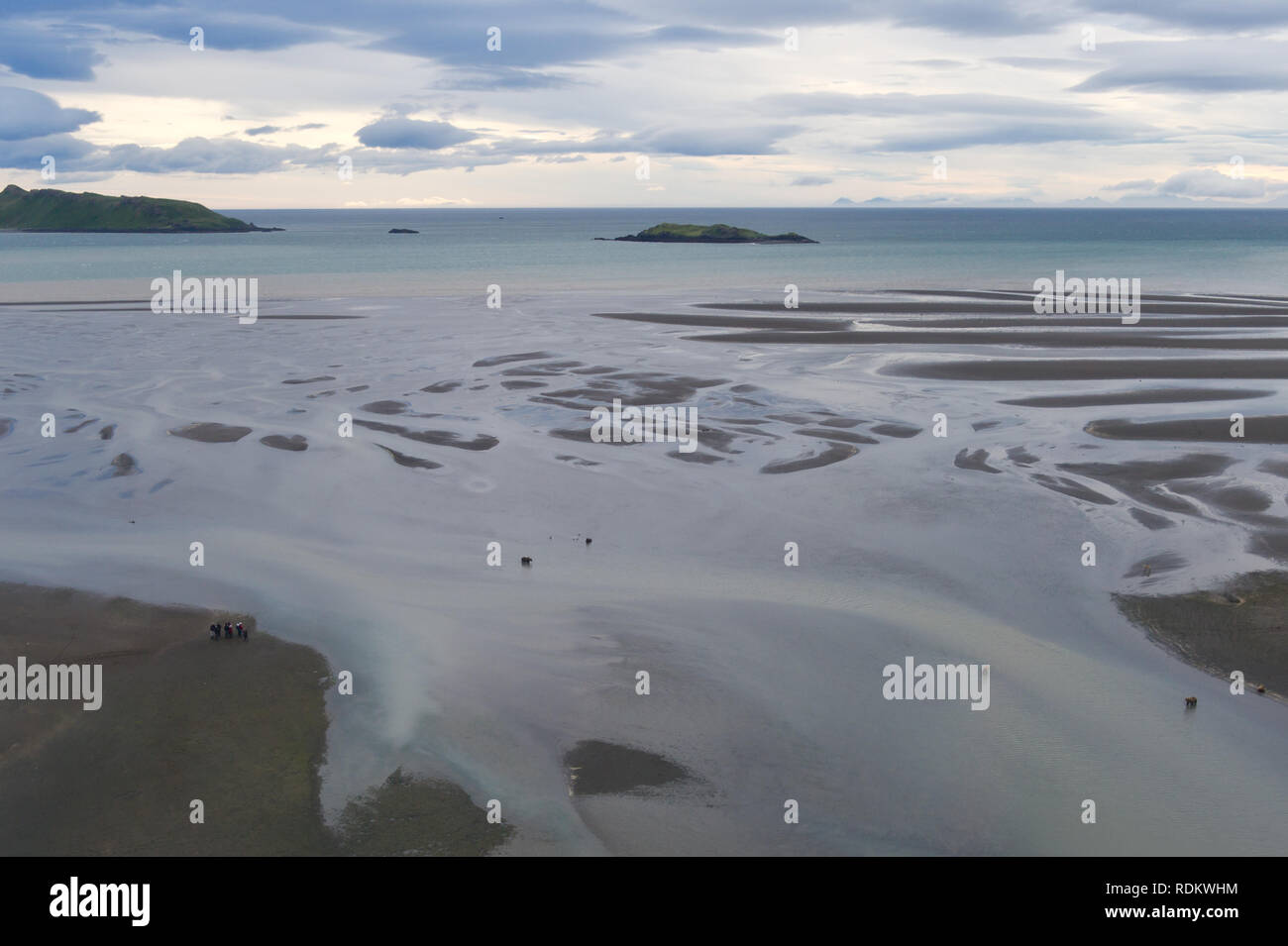 Tourists look at brown bears, Ursus arctos, on the beach at Hallo Bay ...