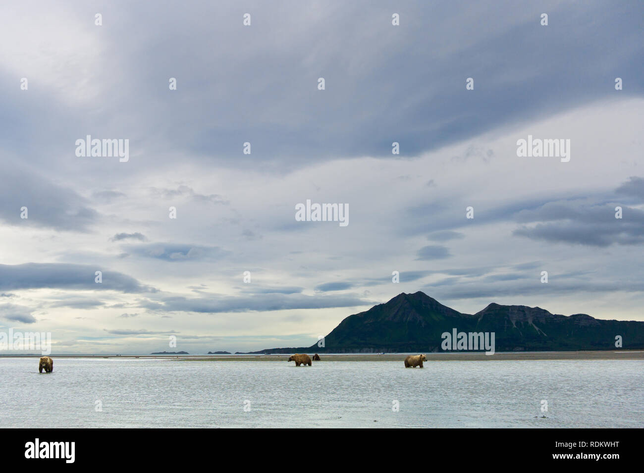 Brown bear, Ursus arctos, viewing is a popular activity at Hallo Bay ...