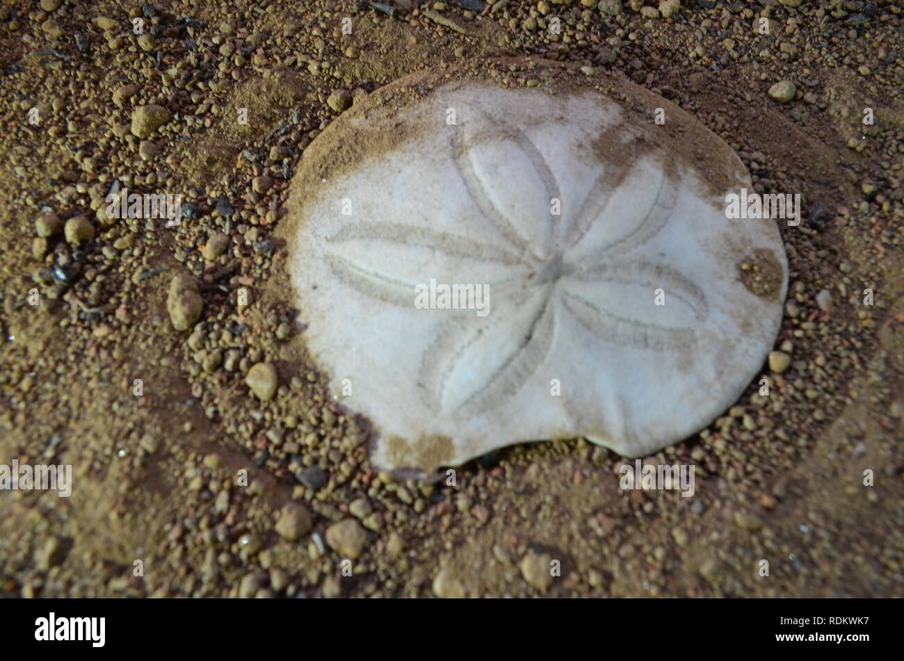 Dead sand dollars hi-res stock photography and images - Alamy