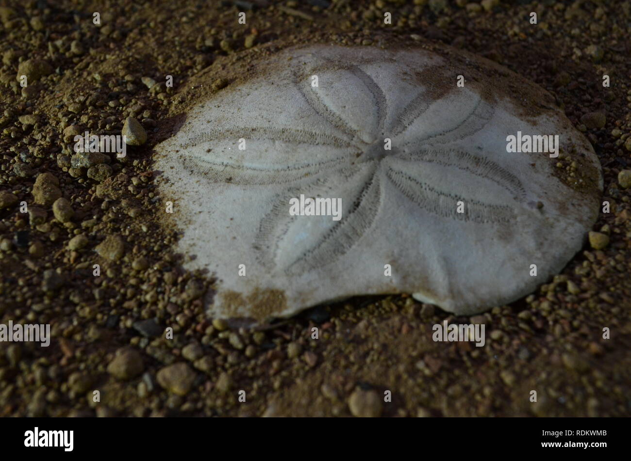 Washed up Sand Dollar 2 Stock Photo - Alamy