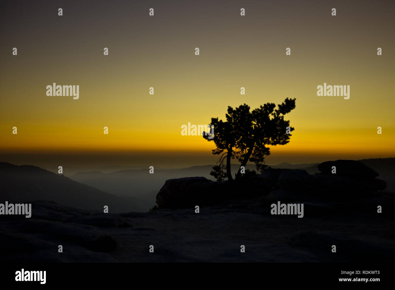 A Jeffrey pine, Pinus jeffreyi, is silhouetted by sunset over Yosemite ...