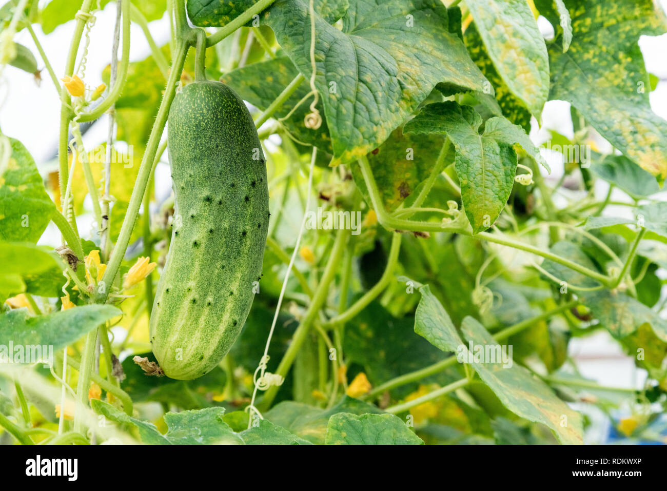 Hairy cucumber hi-res stock photography and images - Alamy