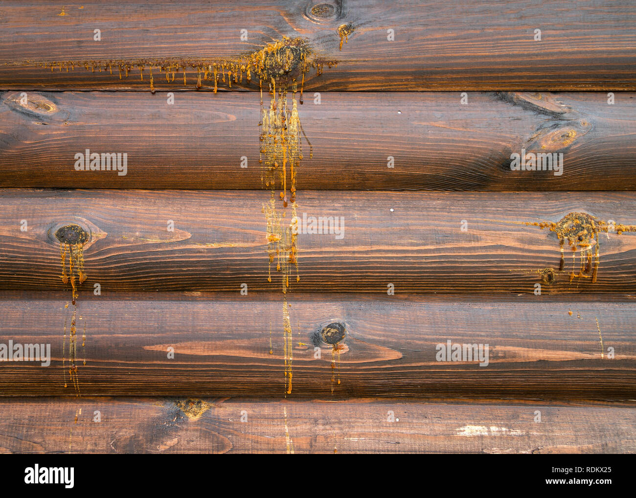 Drops of resin fall from wooden home wall during summer heats. Resin on ...