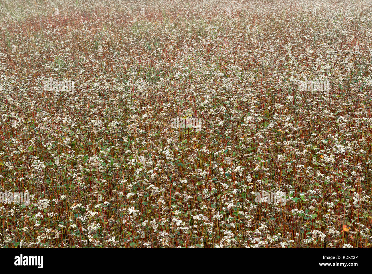 Buckwheat harvesting hi-res stock photography and images - Alamy