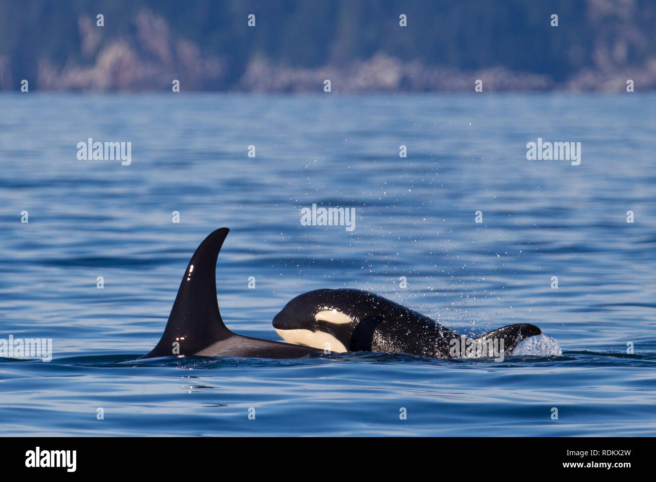 Two orcas playing hi-res stock photography and images - Alamy