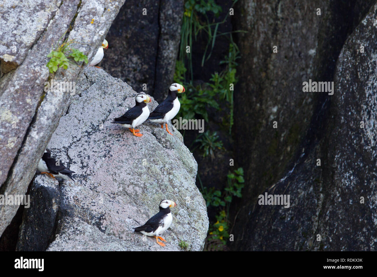Pacific puffin hi-res stock photography and images - Alamy