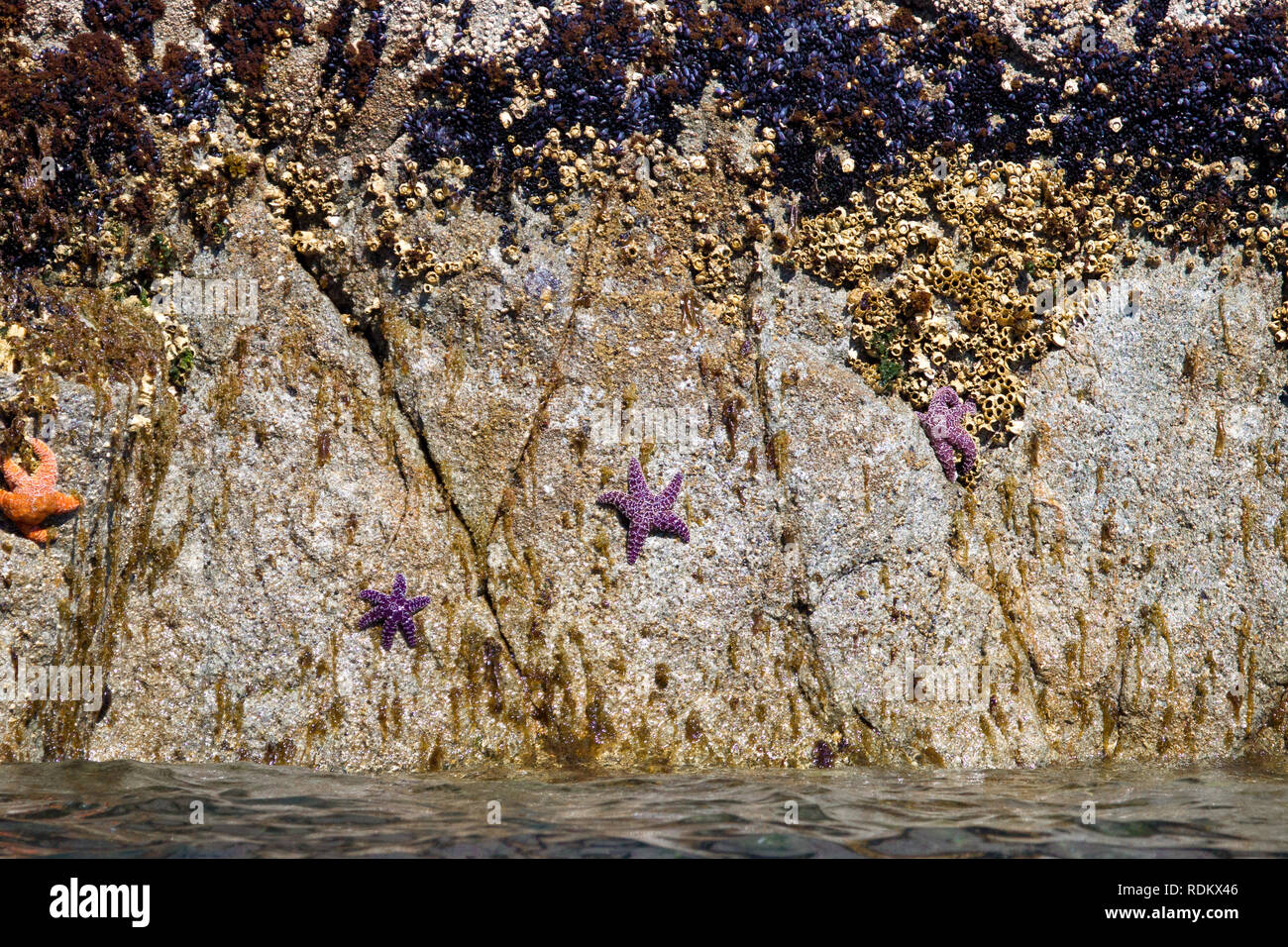Colorful barnacles, molluscs, and starfish cling to a cliff in the ...